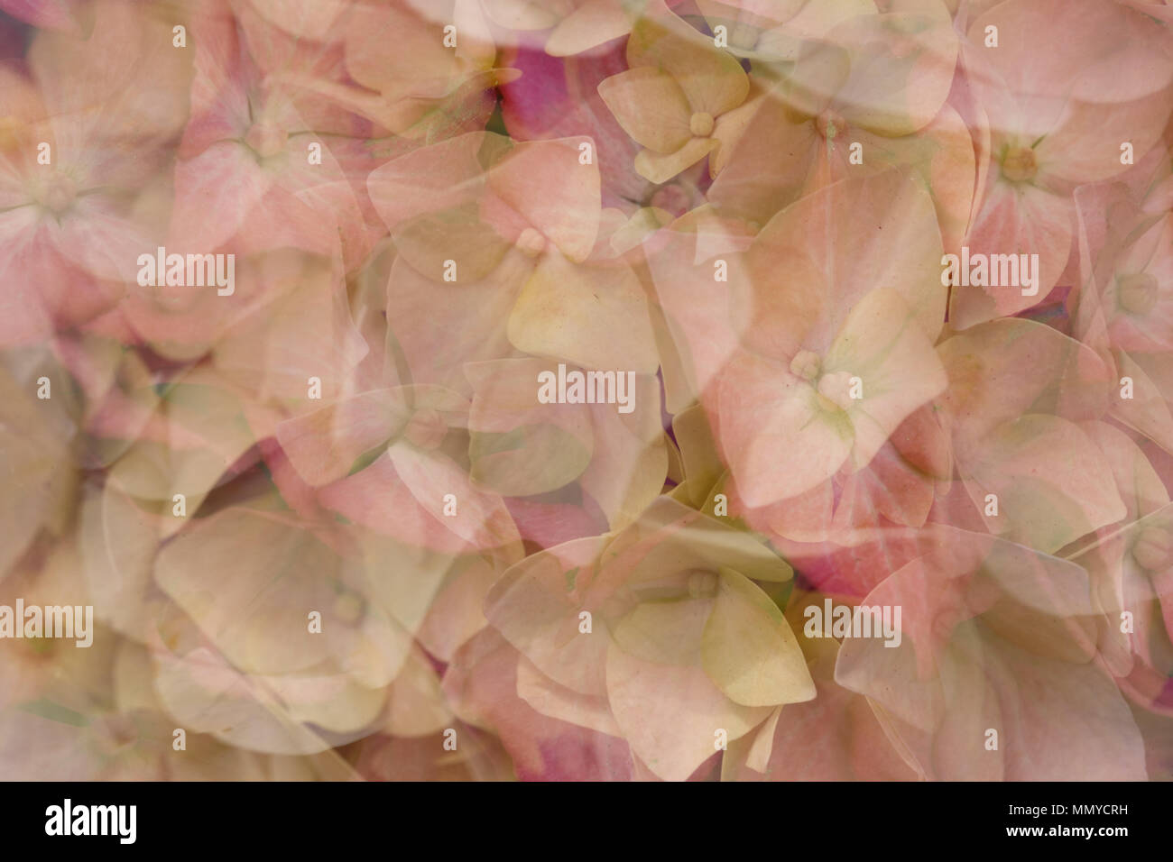 Colorful background of blooming hydrangea Stock Photo - Alamy