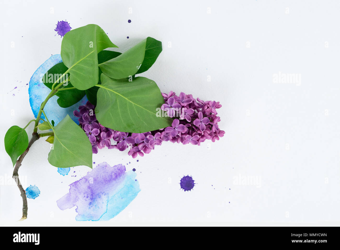 Fresh lilac flowers Stock Photo - Alamy