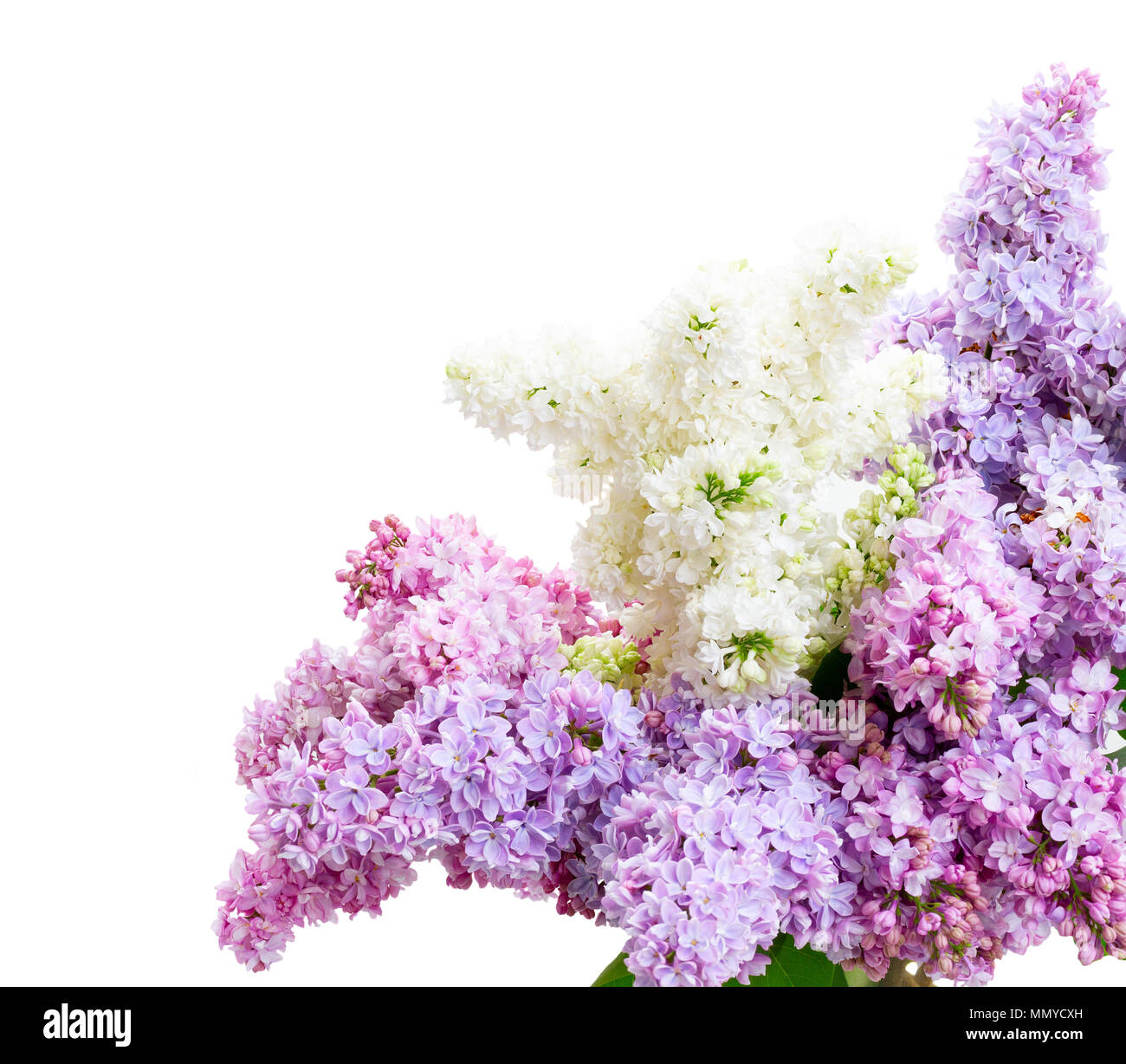 Fresh lilac flowers Stock Photo - Alamy