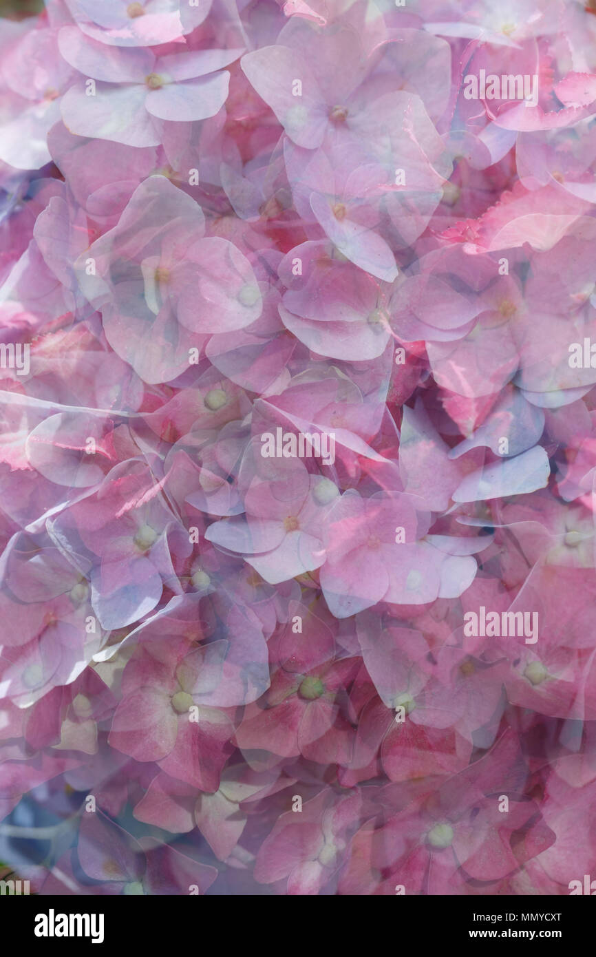 Colorful background of blooming hydrangea Stock Photo - Alamy