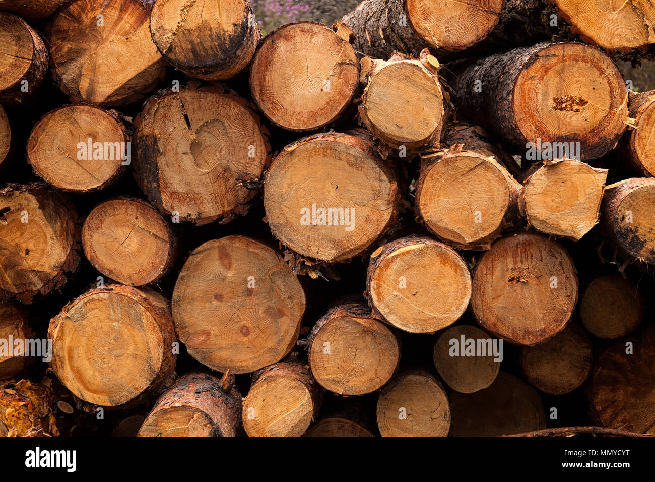 Close-up of sawed coniferous trees, side view, wood texture Stock Photo ...