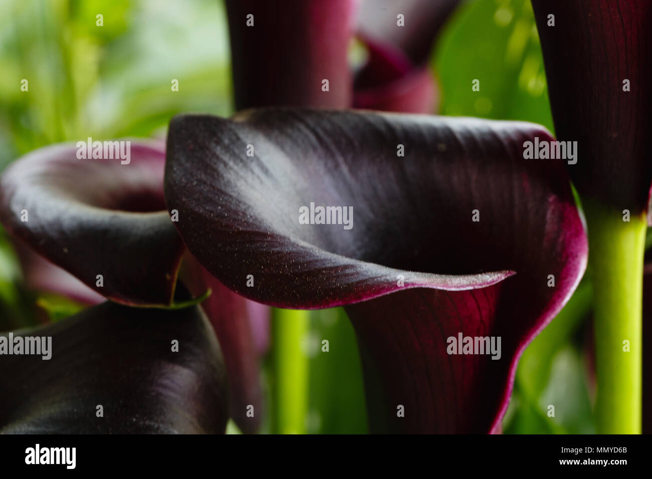 Black calla lily in full bloom Stock Photo - Alamy
