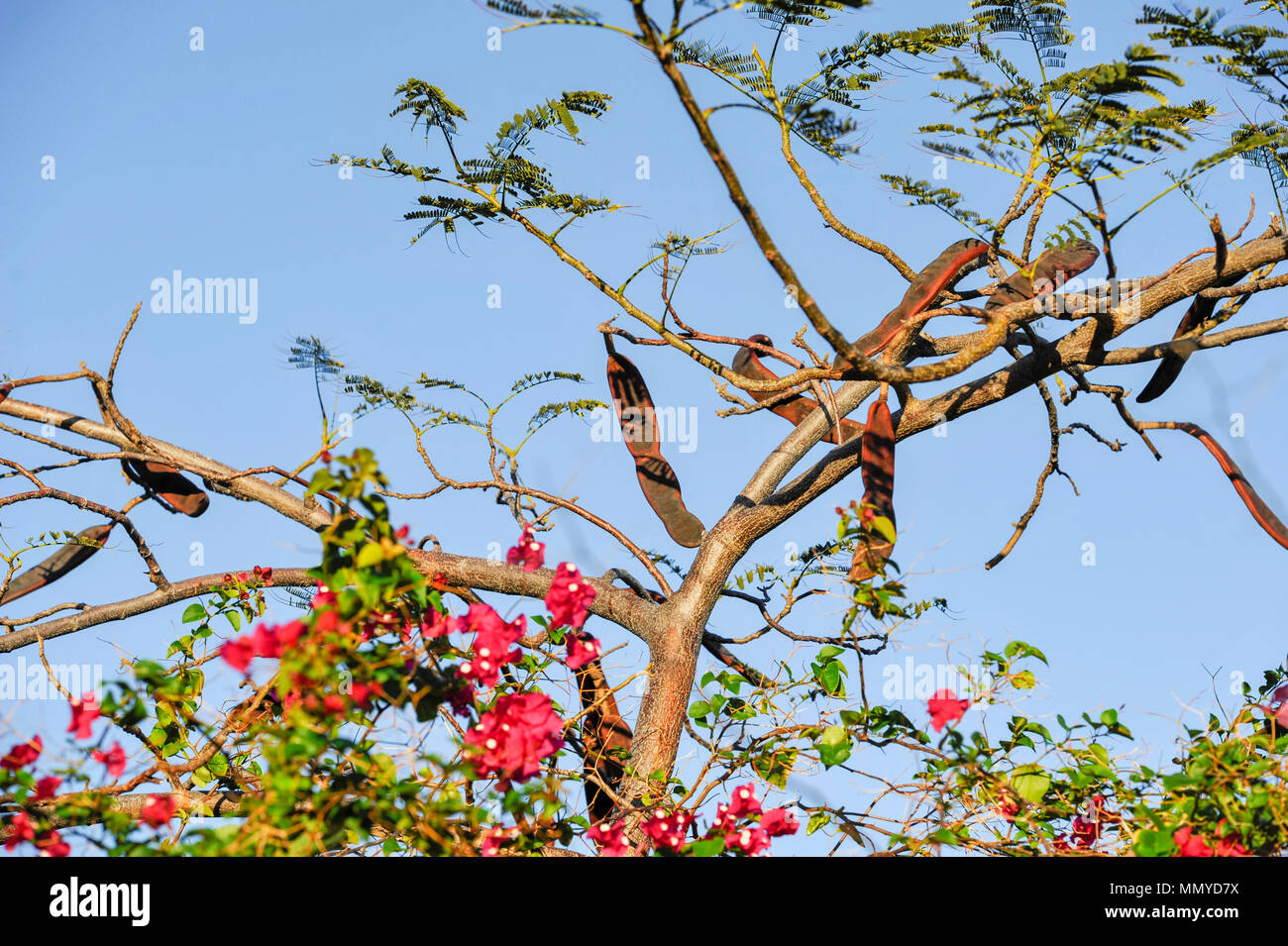 Antigua Lesser Antilles islands in the Caribbean West Indies - Giant ...