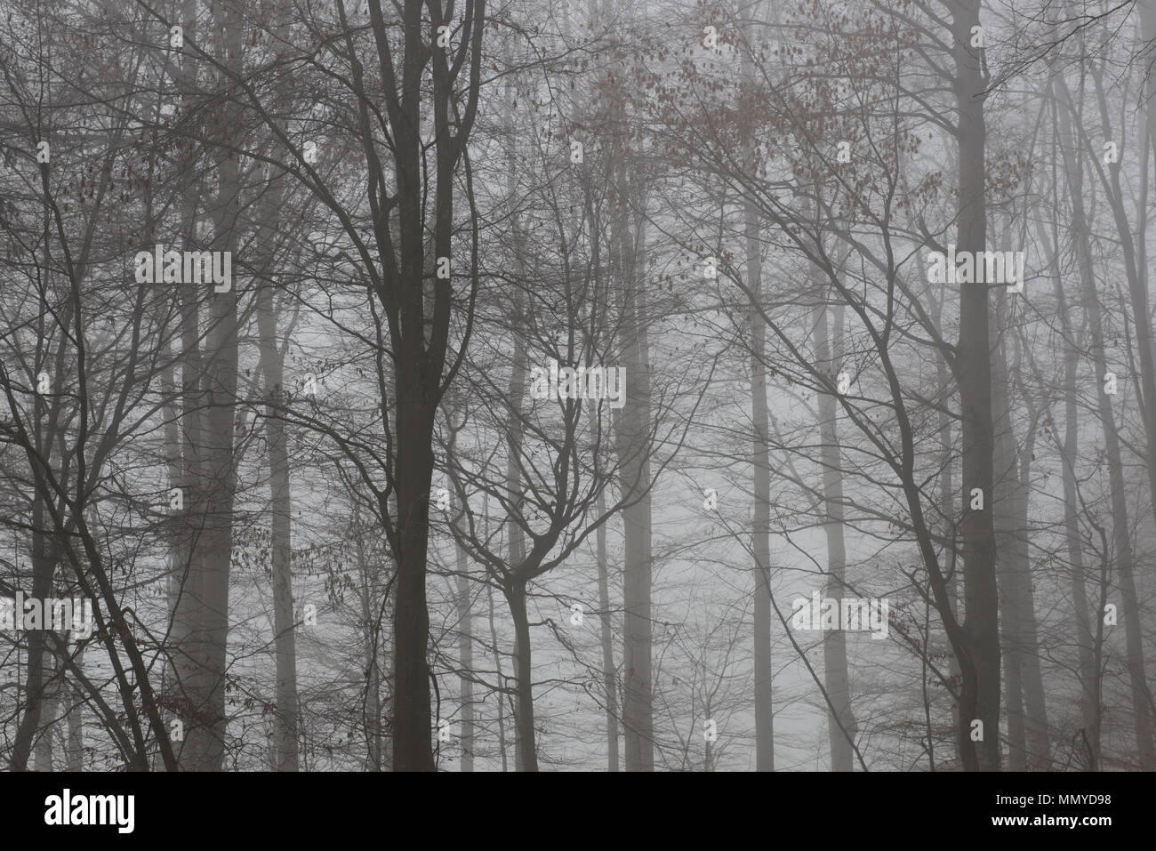 Leaveless hi-res stock photography and images - Alamy