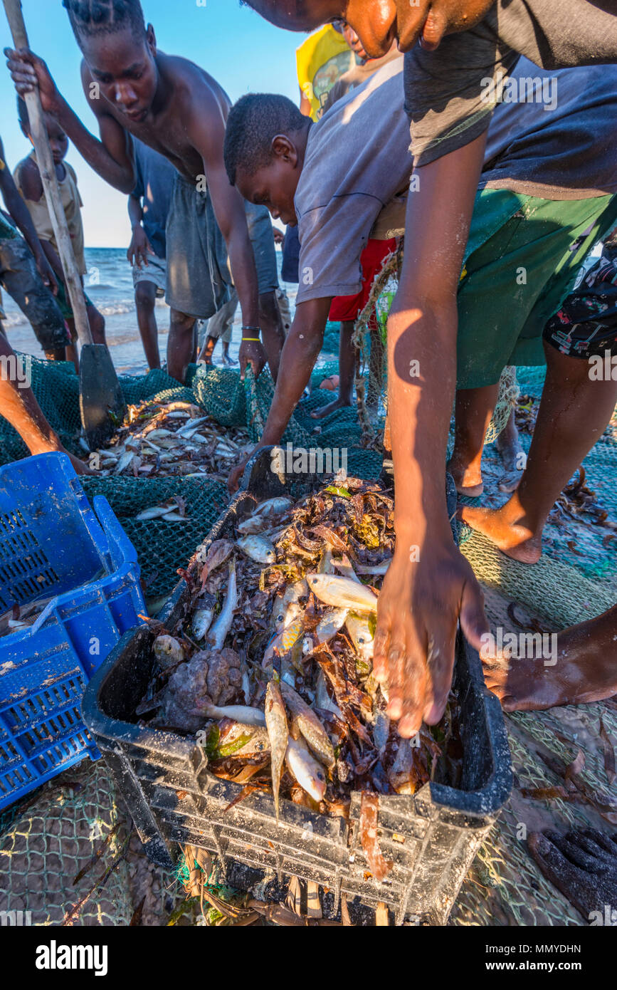 Crowding around fish hi-res stock photography and images - Alamy