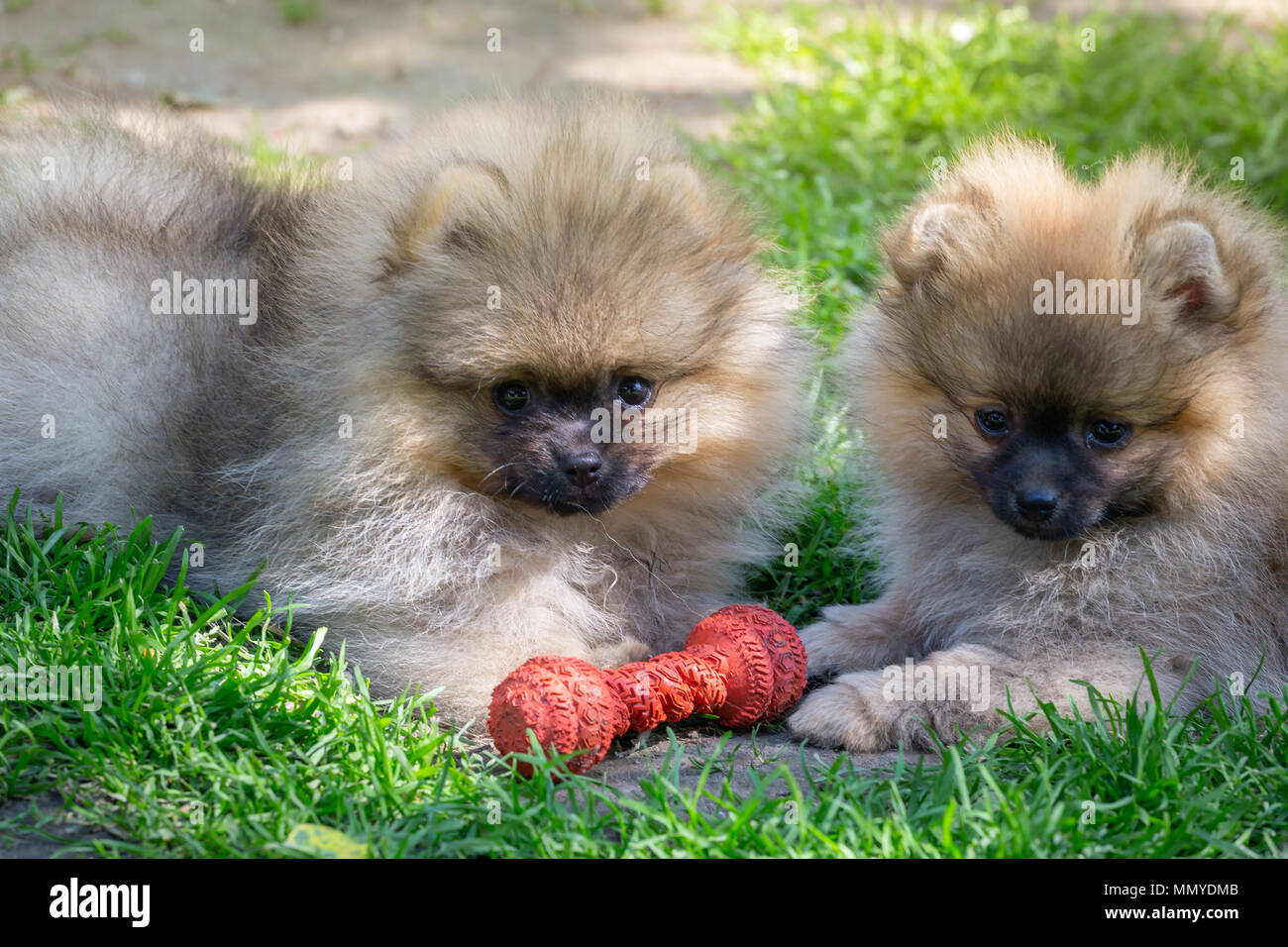 Two puppies of pomeranian dog playing outdoor Stock Photo - Alamy