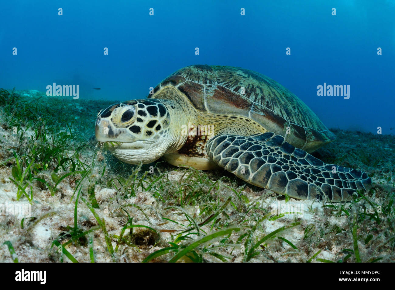 Sea turtle is eating sea grass on a sandy bottom, Balicasag island ...