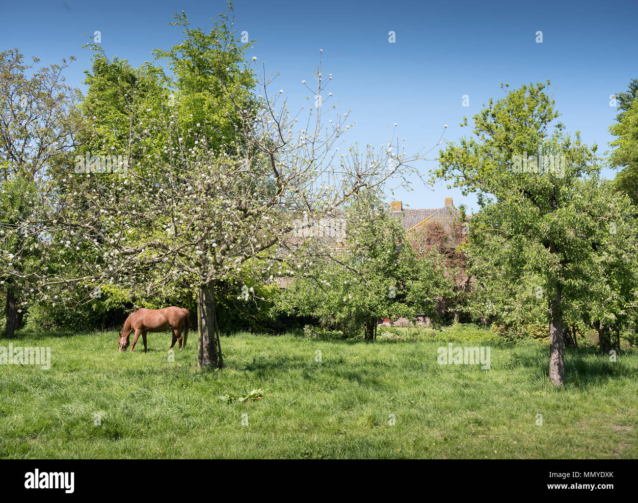 Spring bloom horse hi-res stock photography and images - Alamy