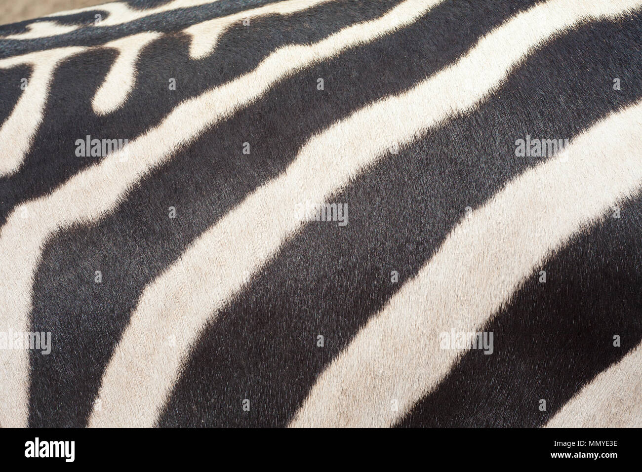 zebra skin texture, wild animal Stock Photo - Alamy