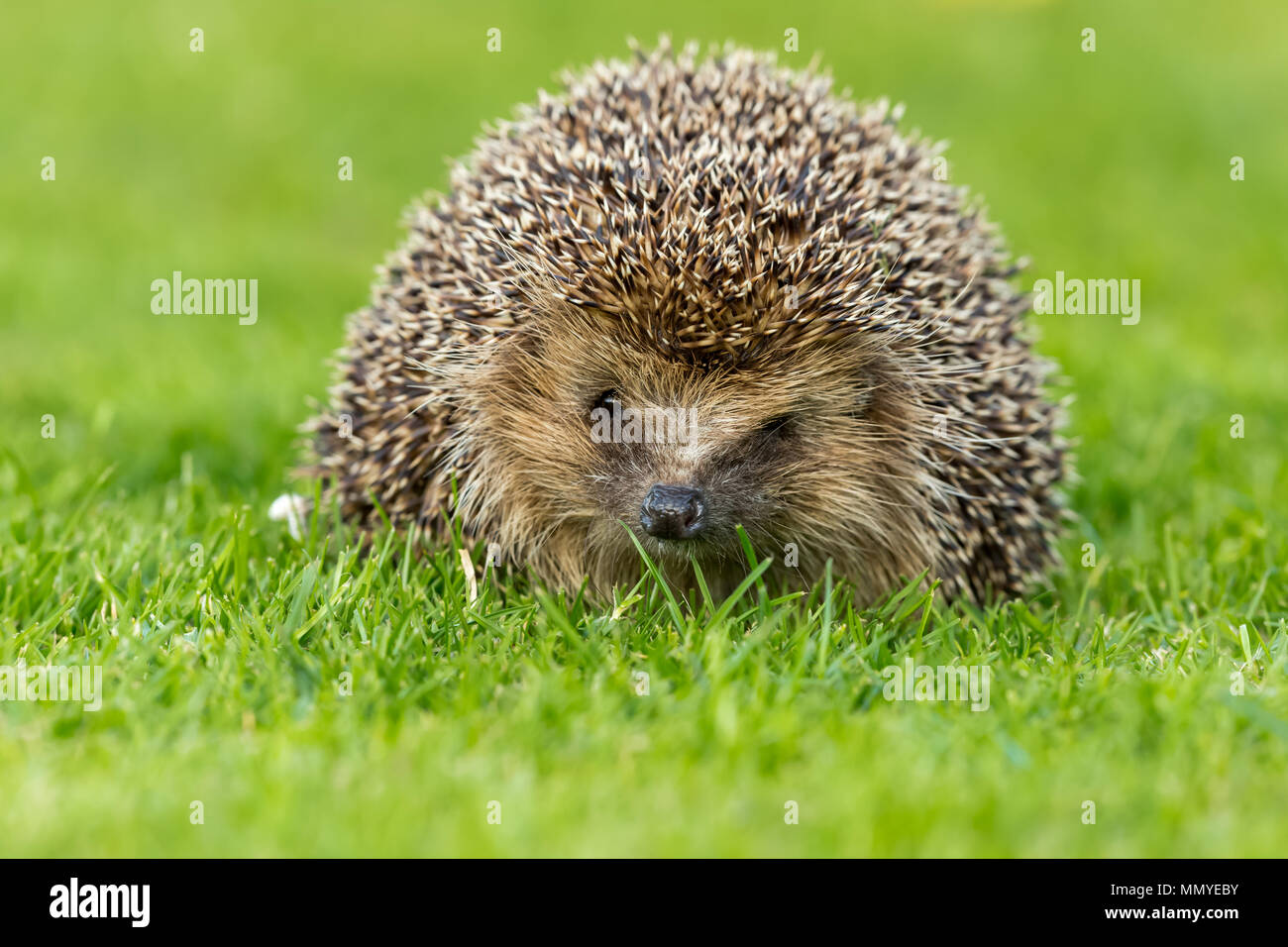 Save hedgehog hi-res stock photography and images - Alamy