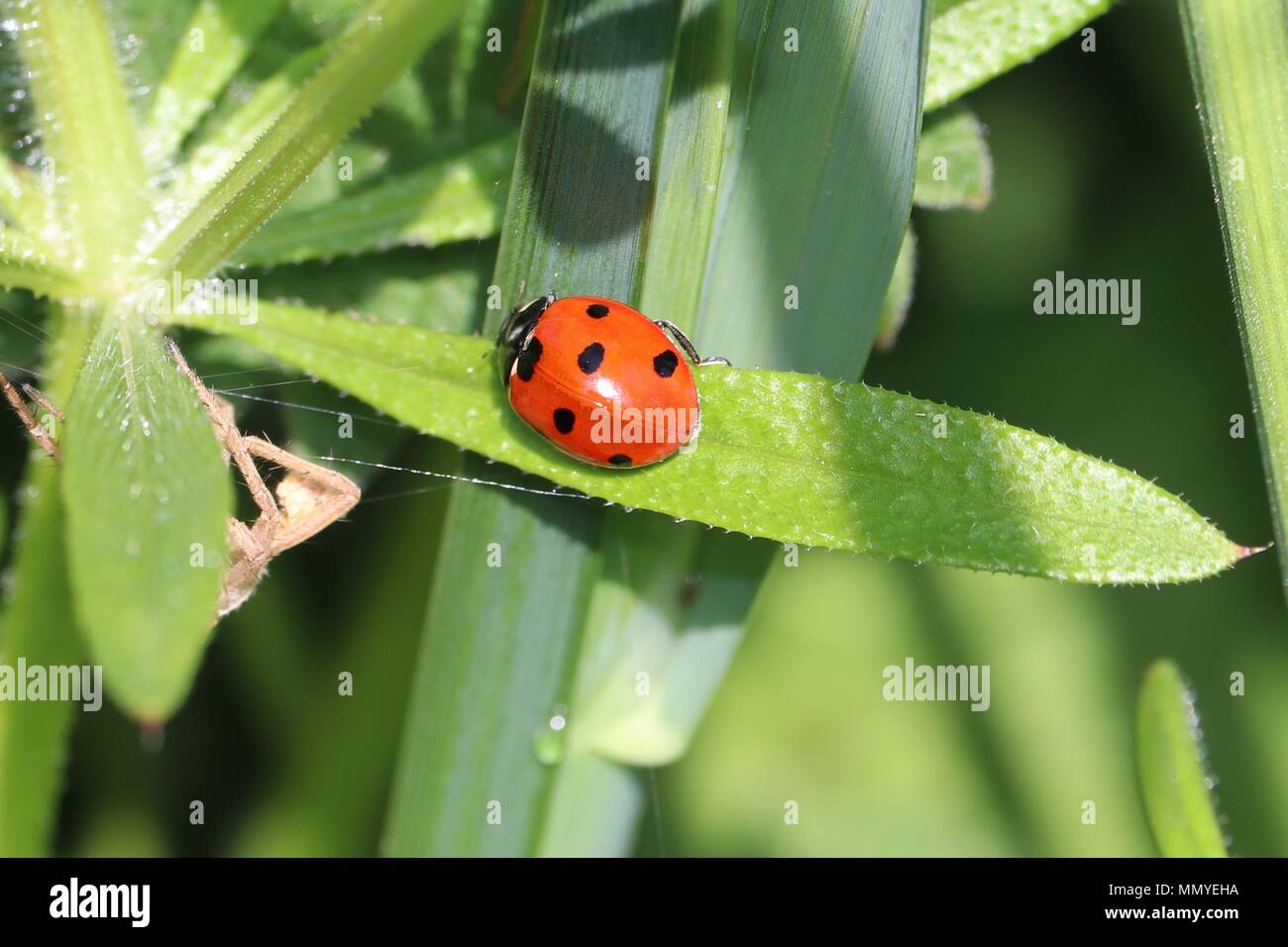 Ladybird Shadow High Resolution Stock Photography and Images - Alamy
