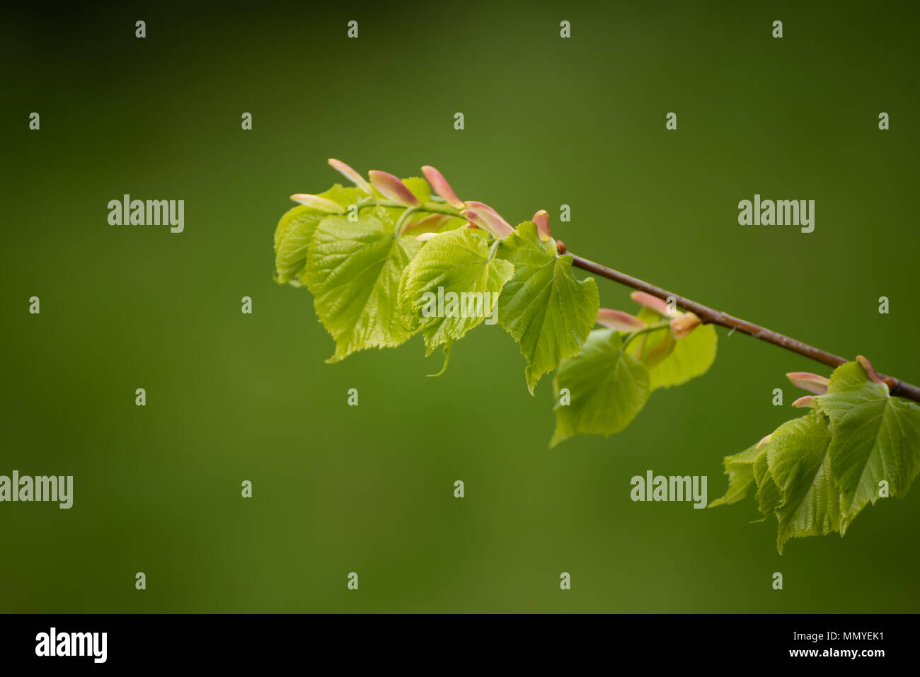 Sunny green spring summer branch with leaves, eco natural seasonal ...