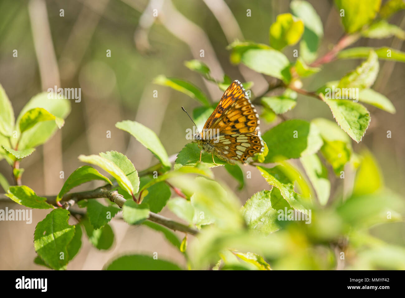 Duke of Burgundy (Hamearis lucina) butterfly. Sometimes called a ...