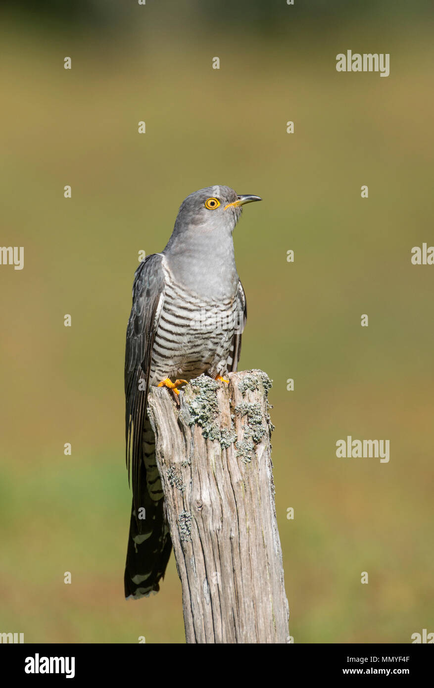 Male common cuckoo (Cuculus canorus Stock Photo - Alamy