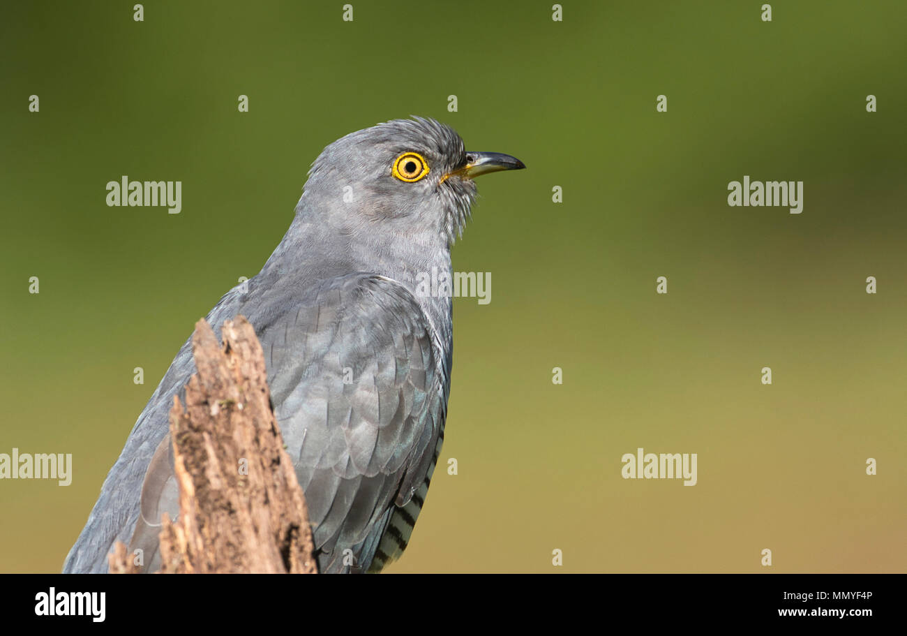 Male common cuckoo (Cuculus canorus Stock Photo - Alamy