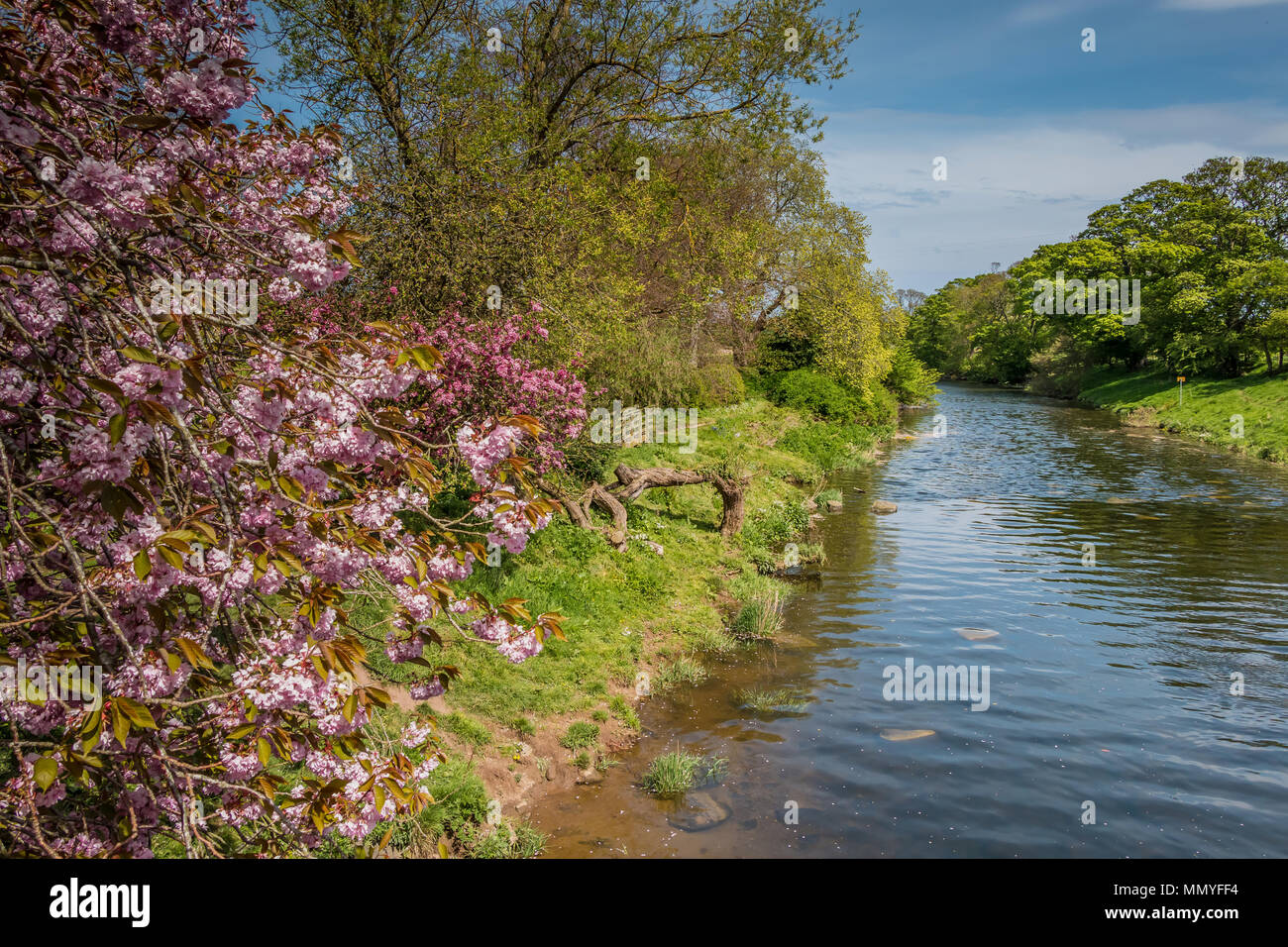 The river Aln at Lesbury, Northumberland, UK in spring Stock Photo - Alamy