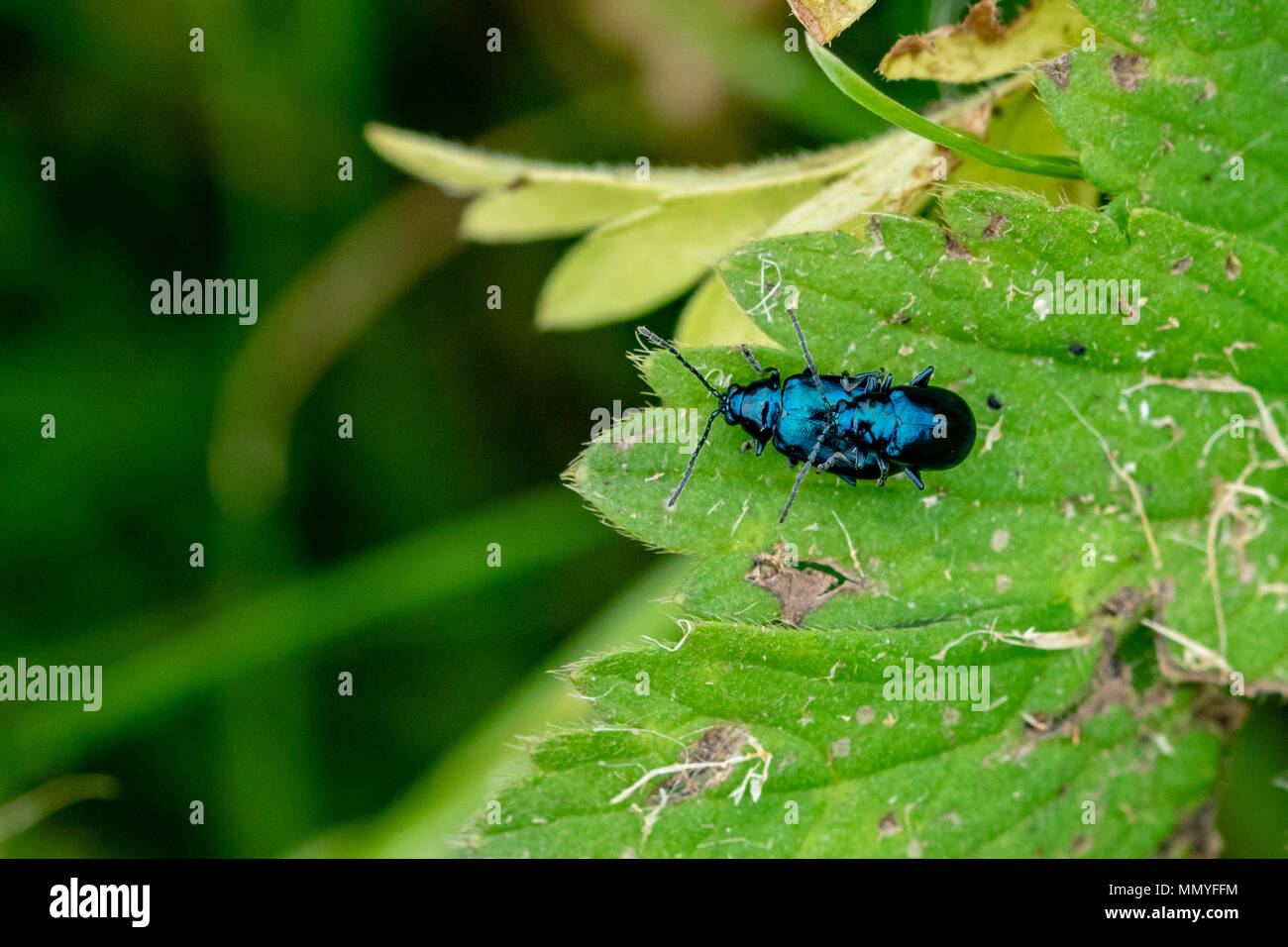 Mint leaf beetles hi-res stock photography and images - Alamy