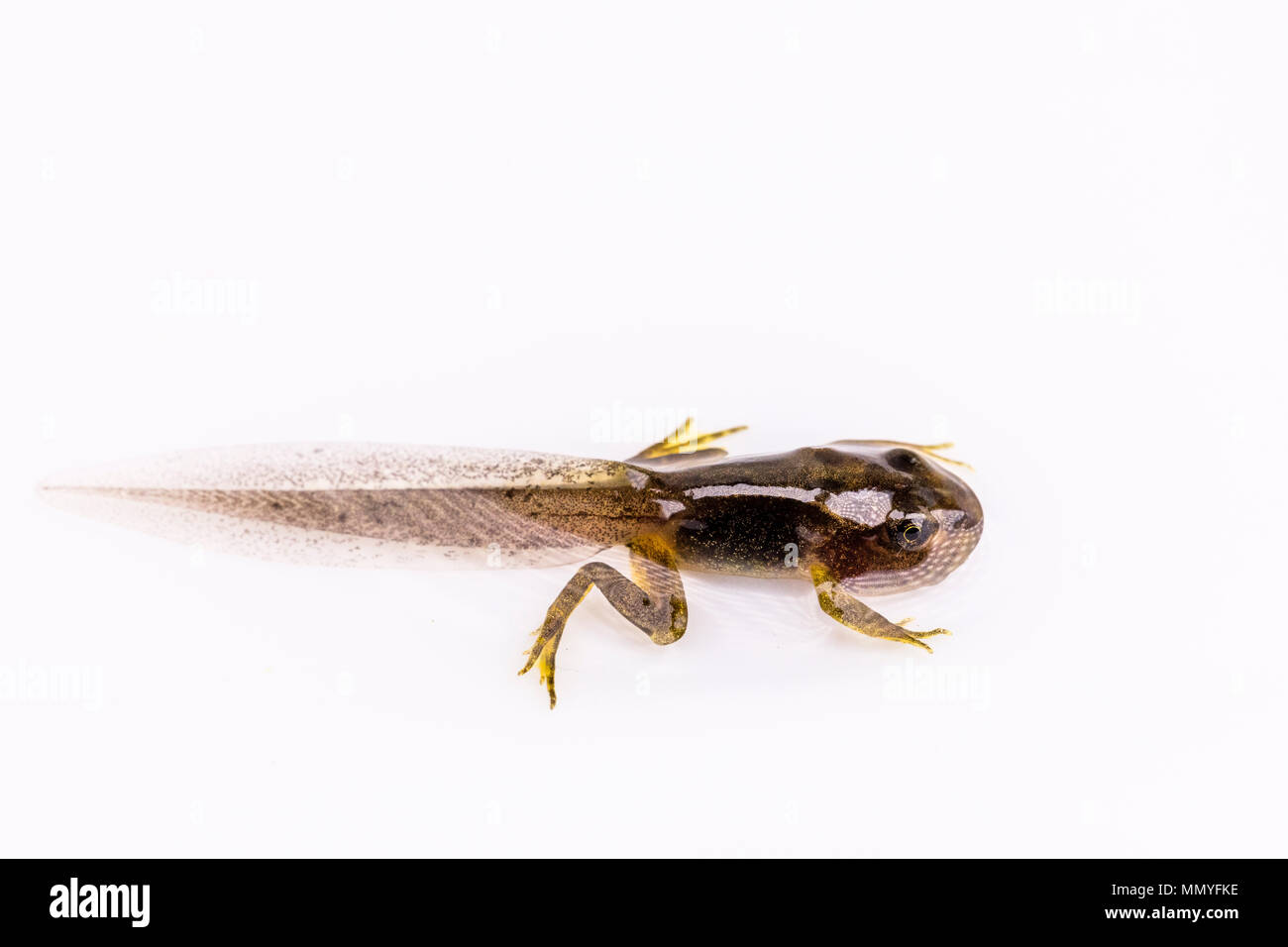 Tadpole With Hind Legs High Resolution Stock Photography and Images - Alamy
