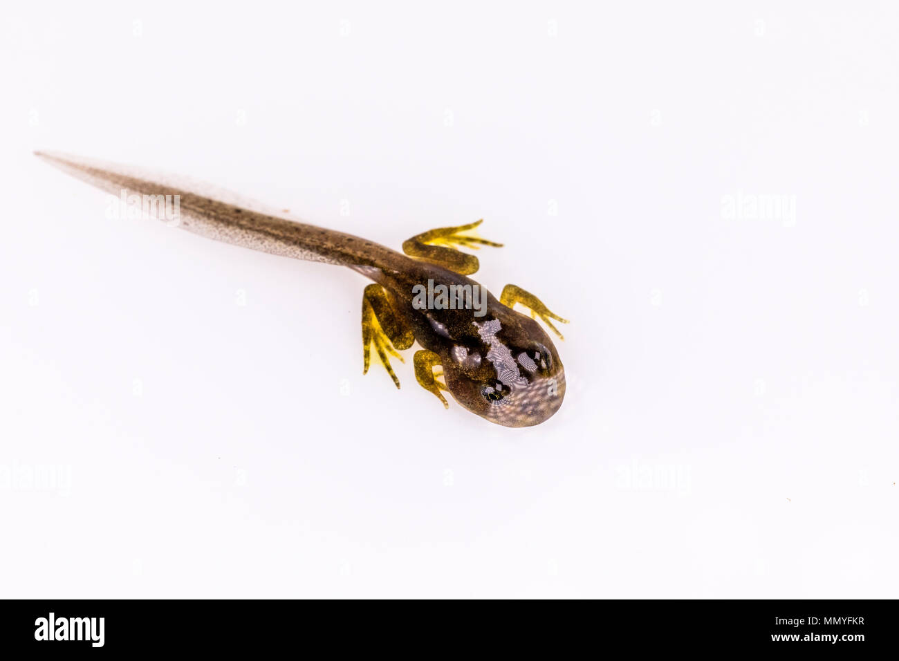 Uk natural spring Cut Out Stock Images & Pictures - Alamy