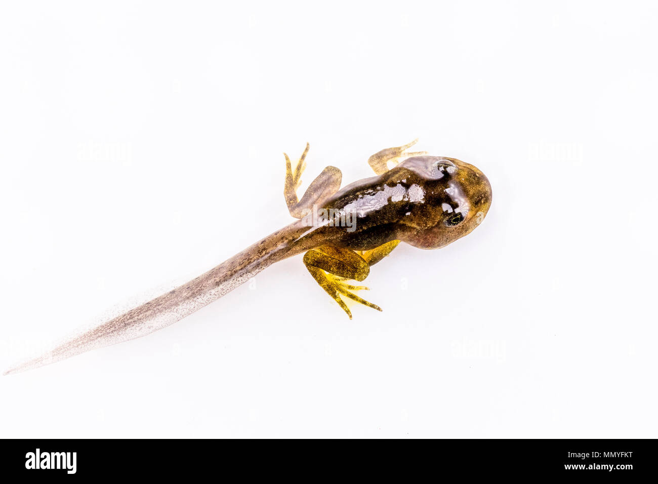 Tadpole With Front Legs