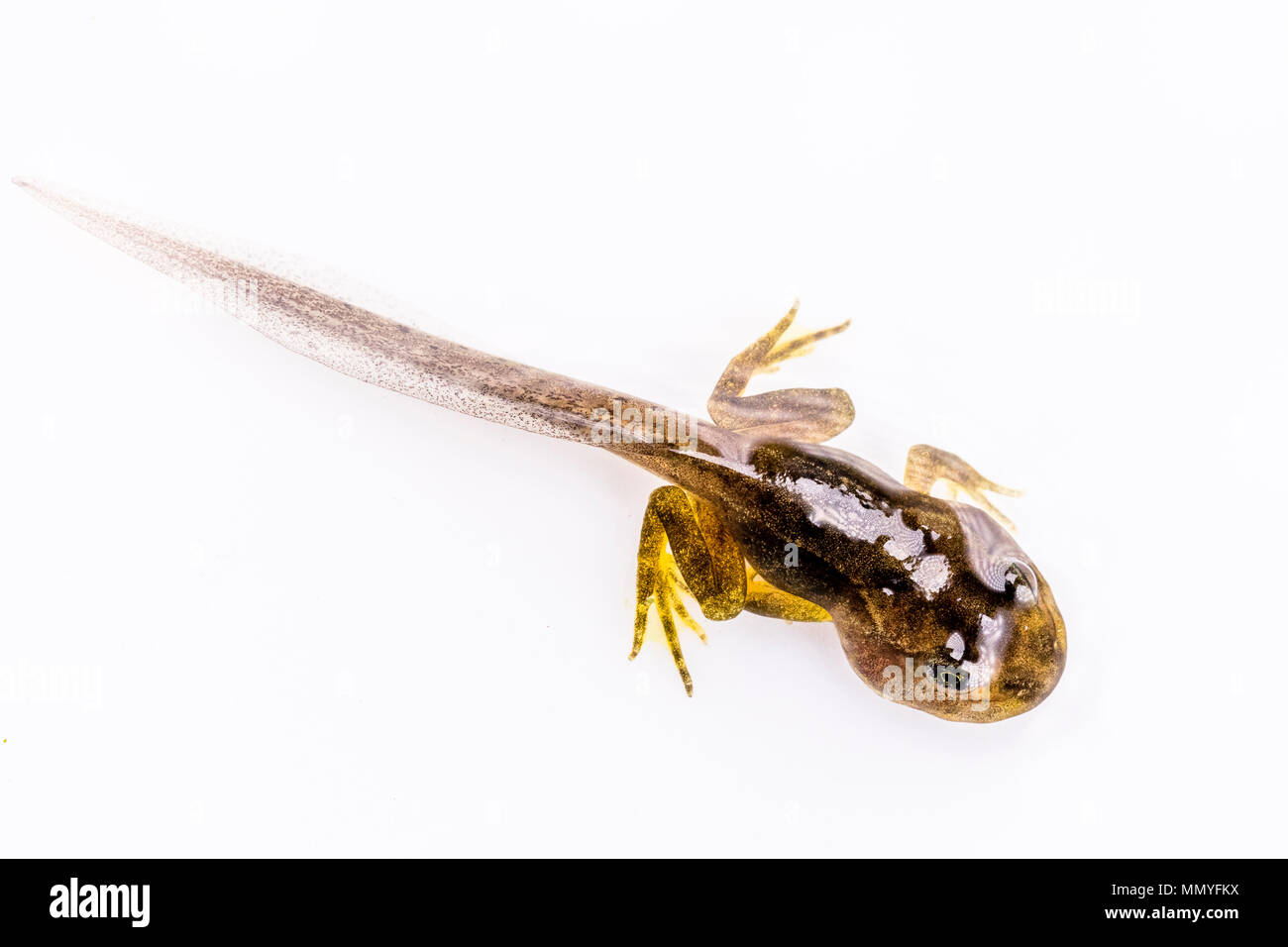 Uk natural spring Cut Out Stock Images & Pictures - Alamy