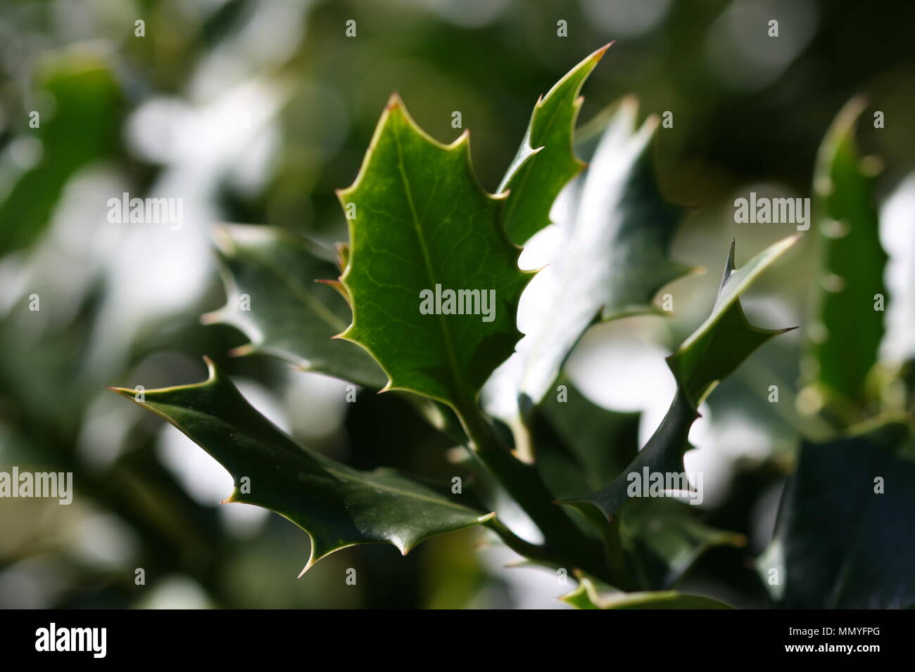 Ilex (Holly Bush) in summer Stock Photo - Alamy