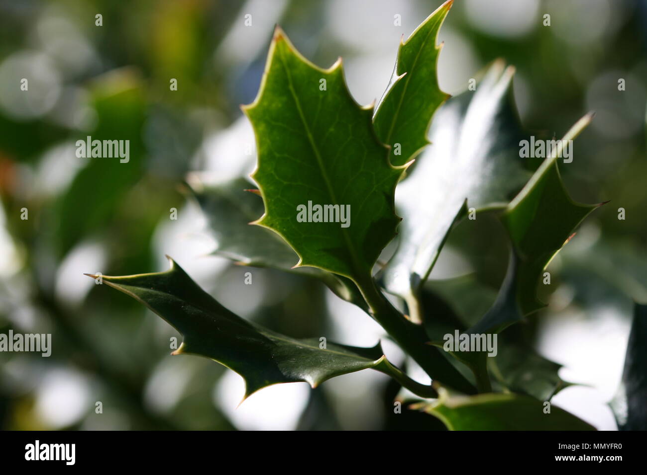 Deciduous tree winter summer hi-res stock photography and images - Alamy
