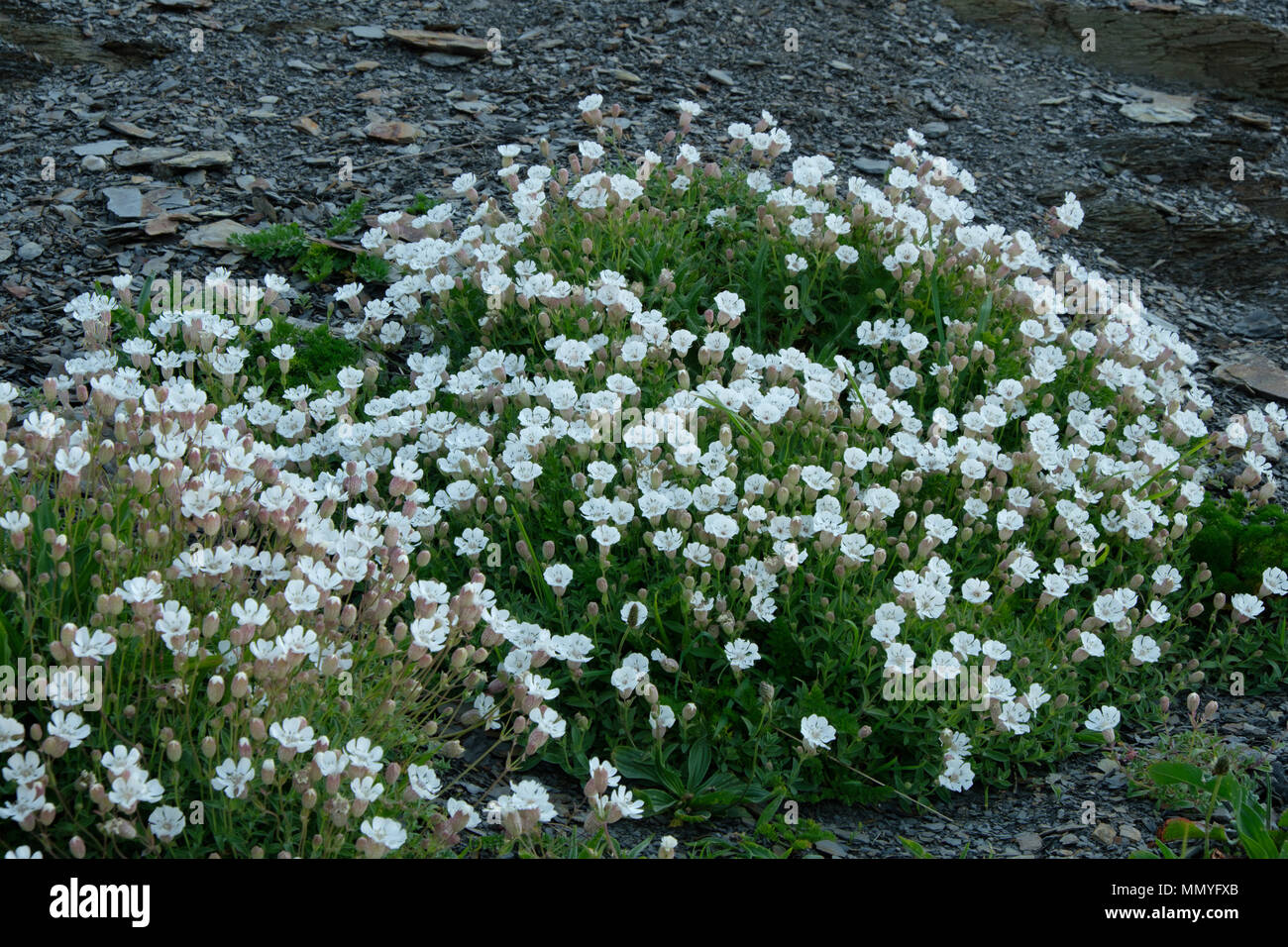 Sea Campion Silene uniflora growing on cliff base at Kimmeridge Bay ...