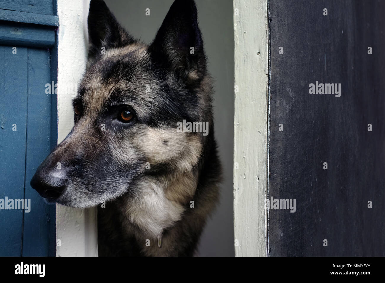 Dog peeking out hi-res stock photography and images - Alamy