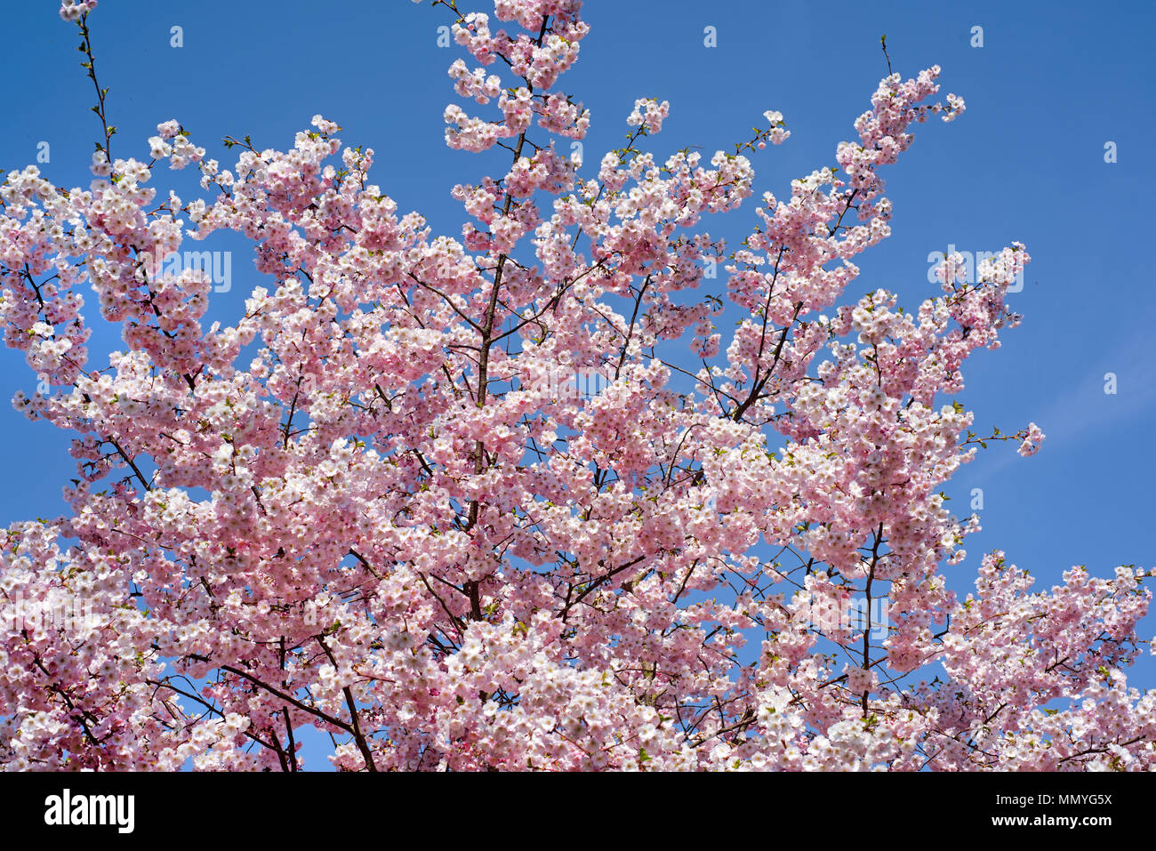 Sakura branch against the blue sky. Spring abstraction Stock Photo - Alamy