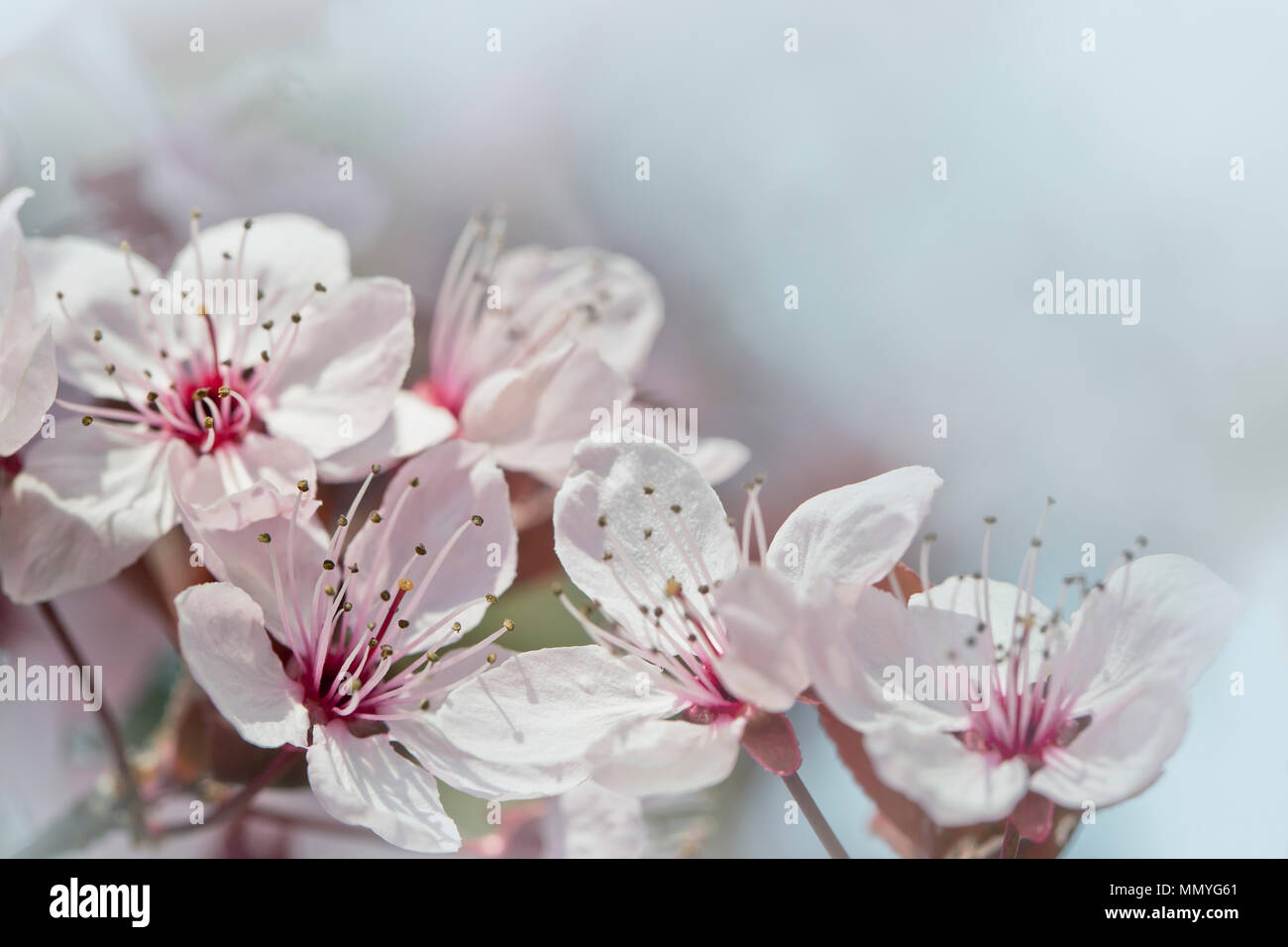 Spring cherry blossoms Stock Photo - Alamy