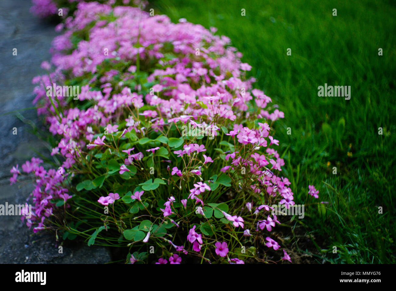 Pink oxalis oxalis articulata oxalidaceae hi-res stock photography and ...