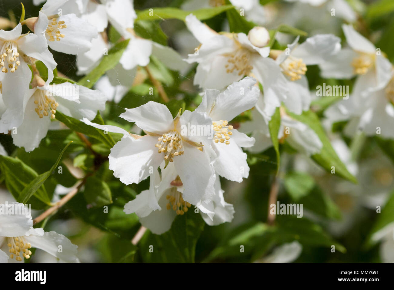 Flowering plum tree hi-res stock photography and images - Alamy