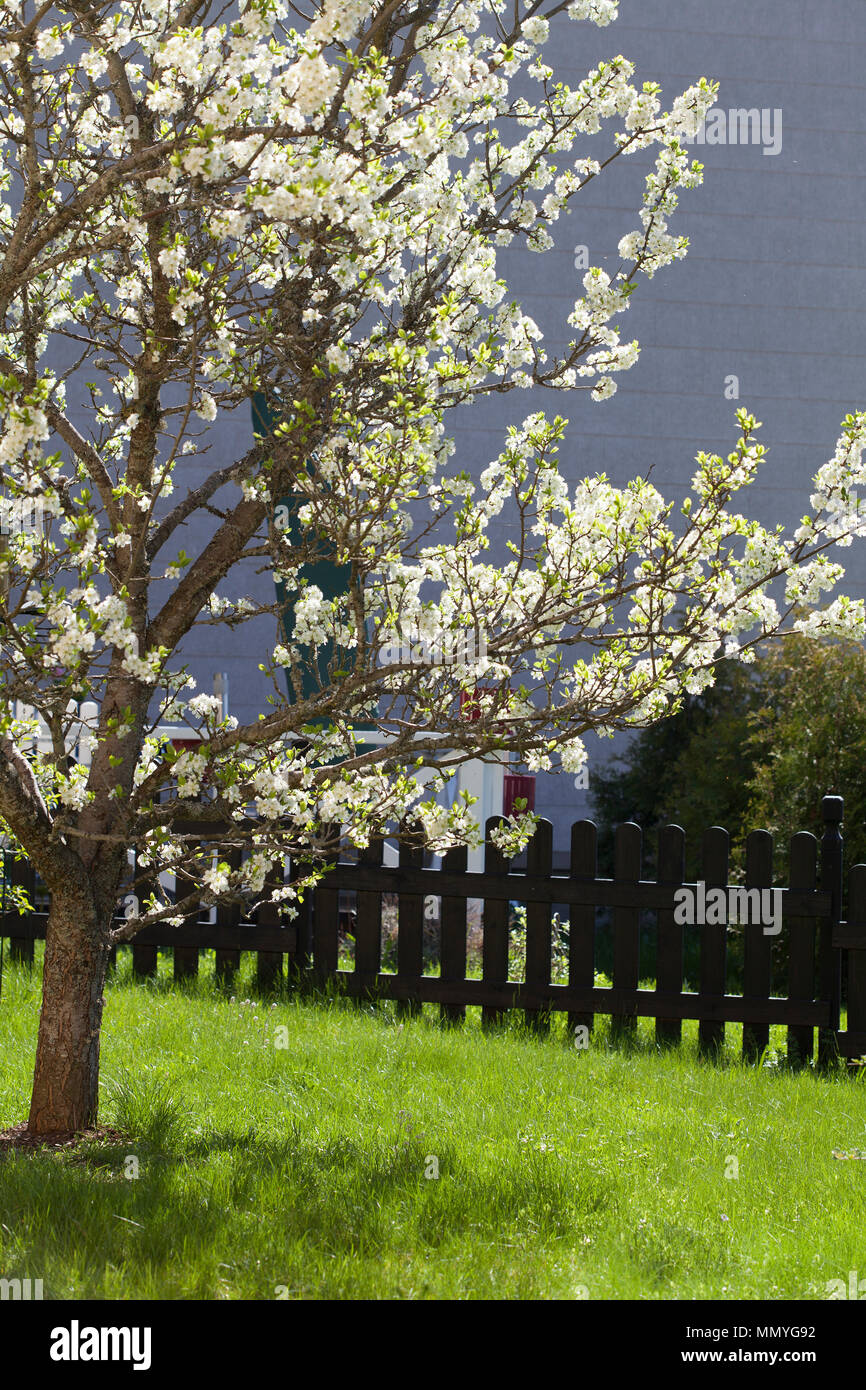 Plum flowering tree hi-res stock photography and images - Alamy