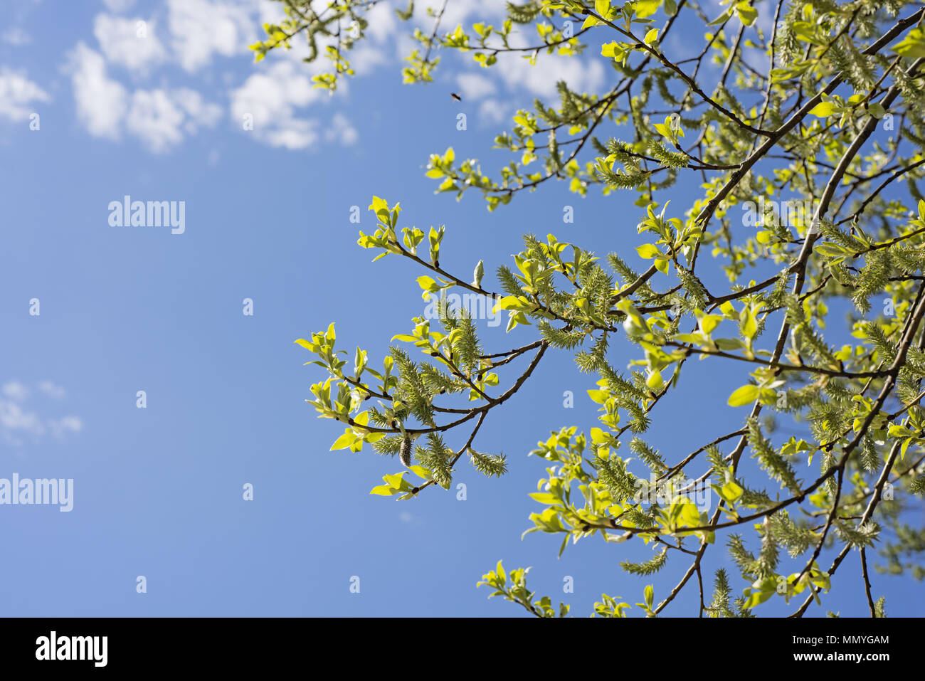 Young small tree in spring with first leaves hi-res stock photography ...