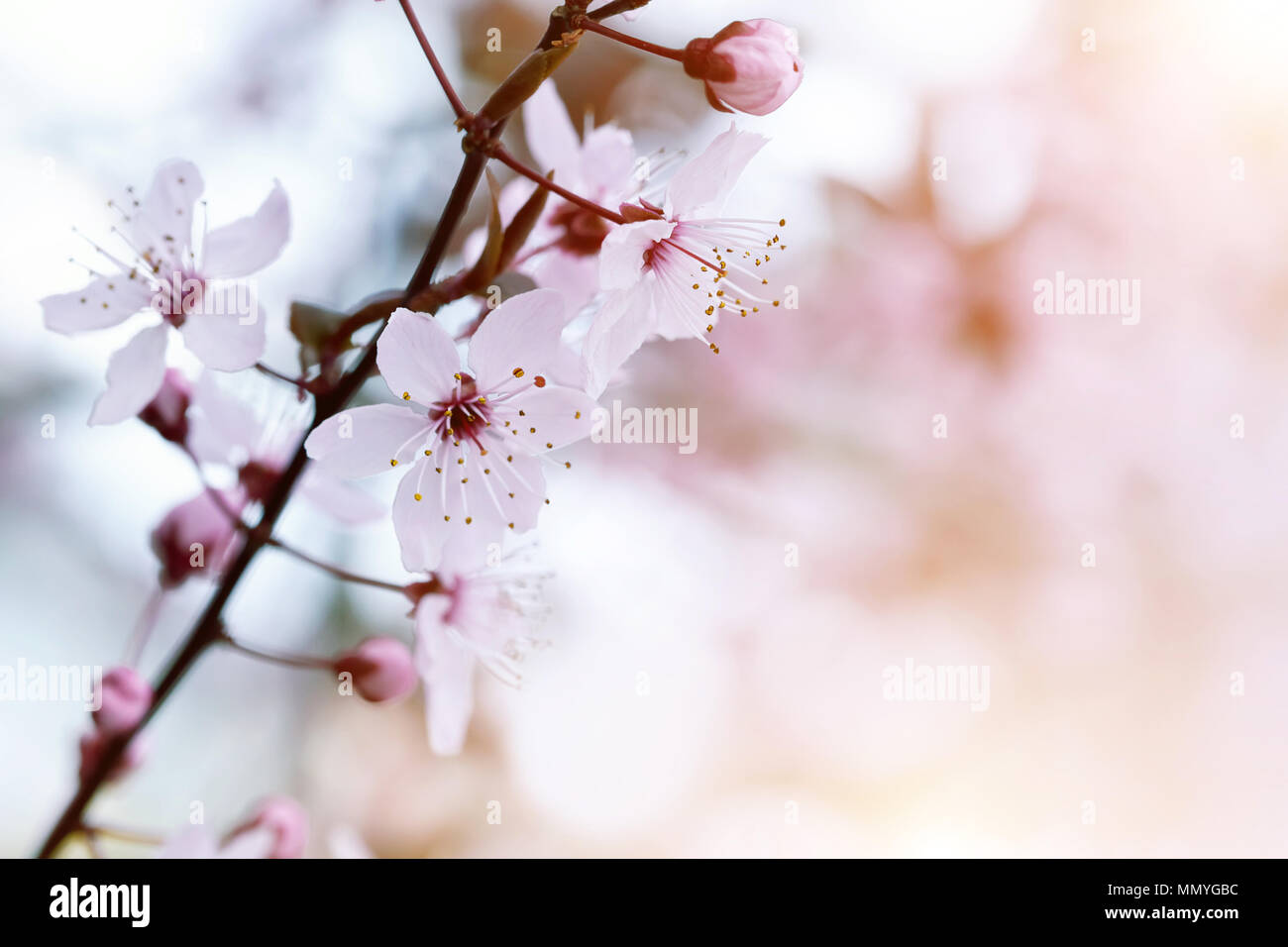 Spring petals magic cherry blossoms hi-res stock photography and images ...
