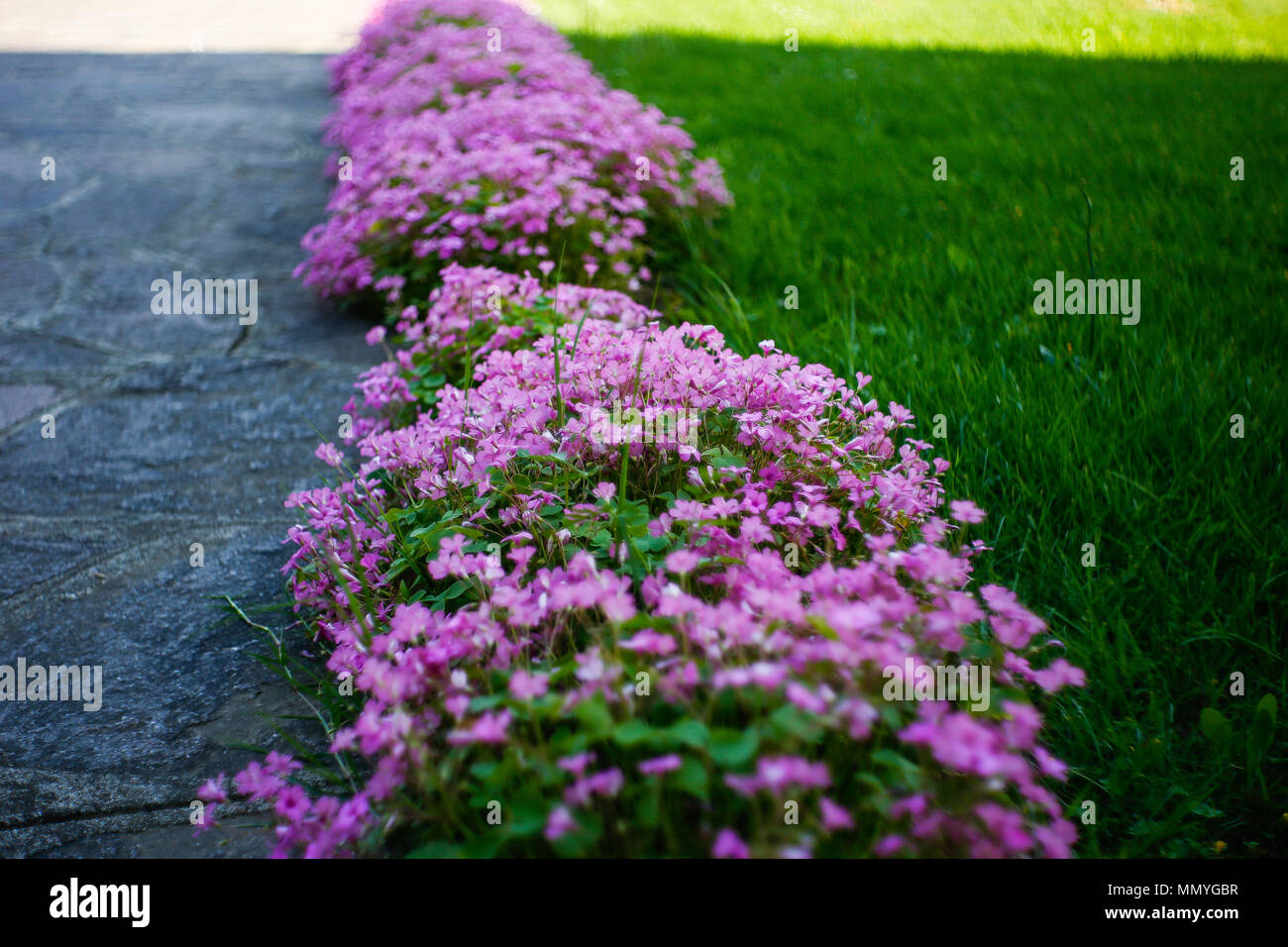 Pink oxalis oxalis articulata oxalidaceae hi-res stock photography and ...