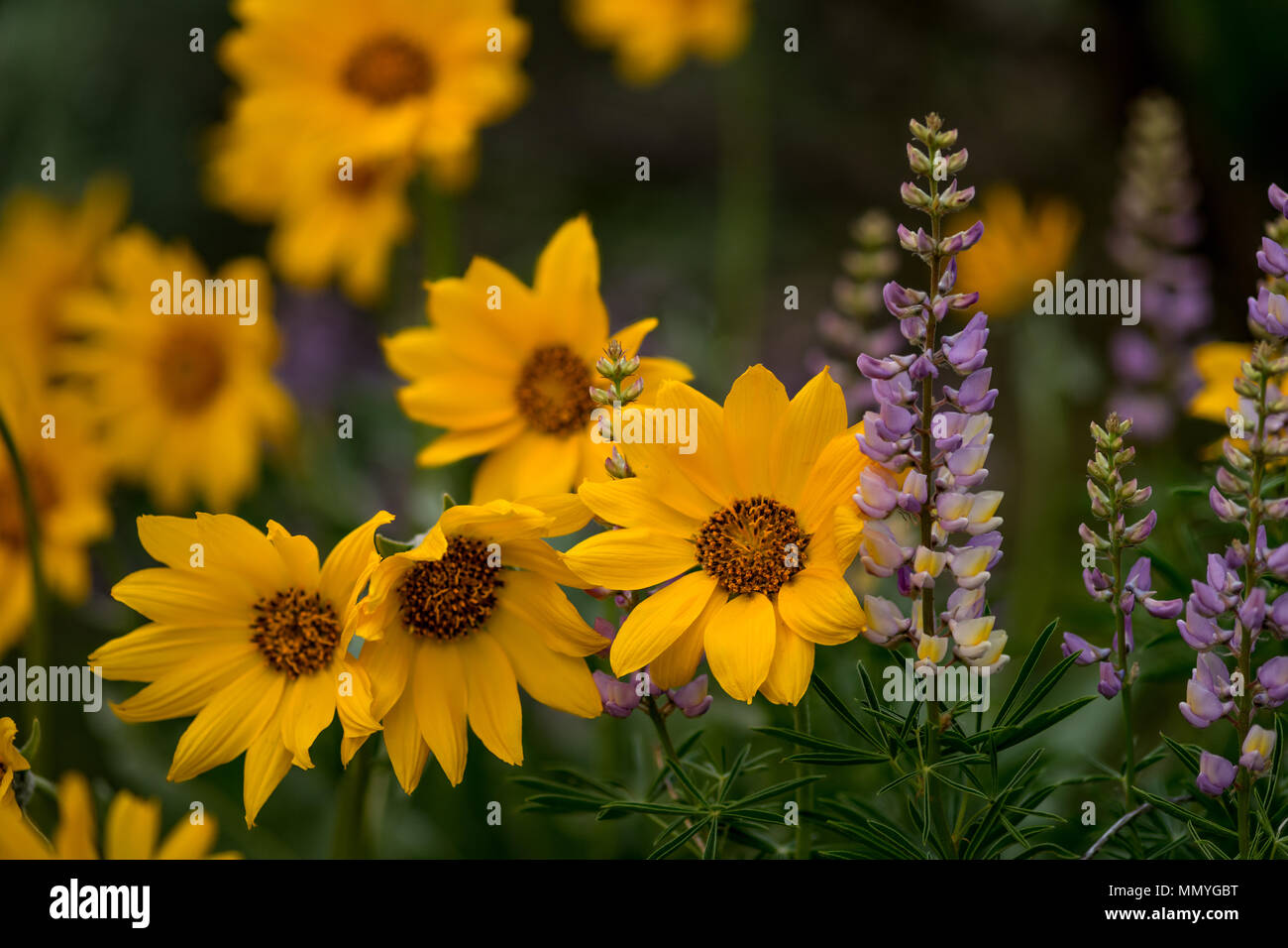Wild flowers in the spring time and in full colorful blooms Stock Photo ...