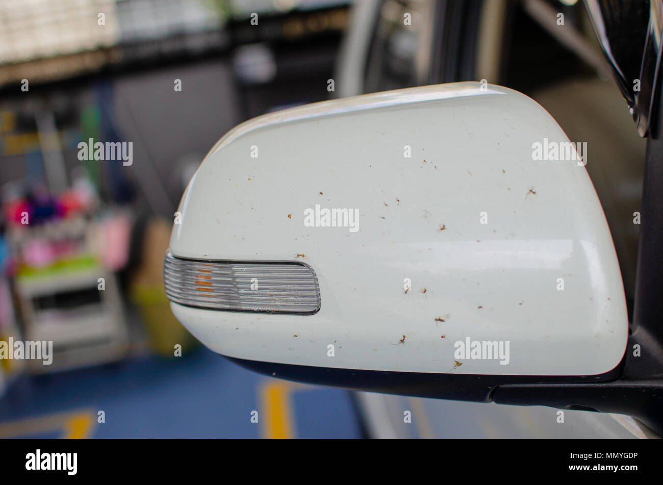 Insect stuck on the side glass dirty car Stock Photo - Alamy