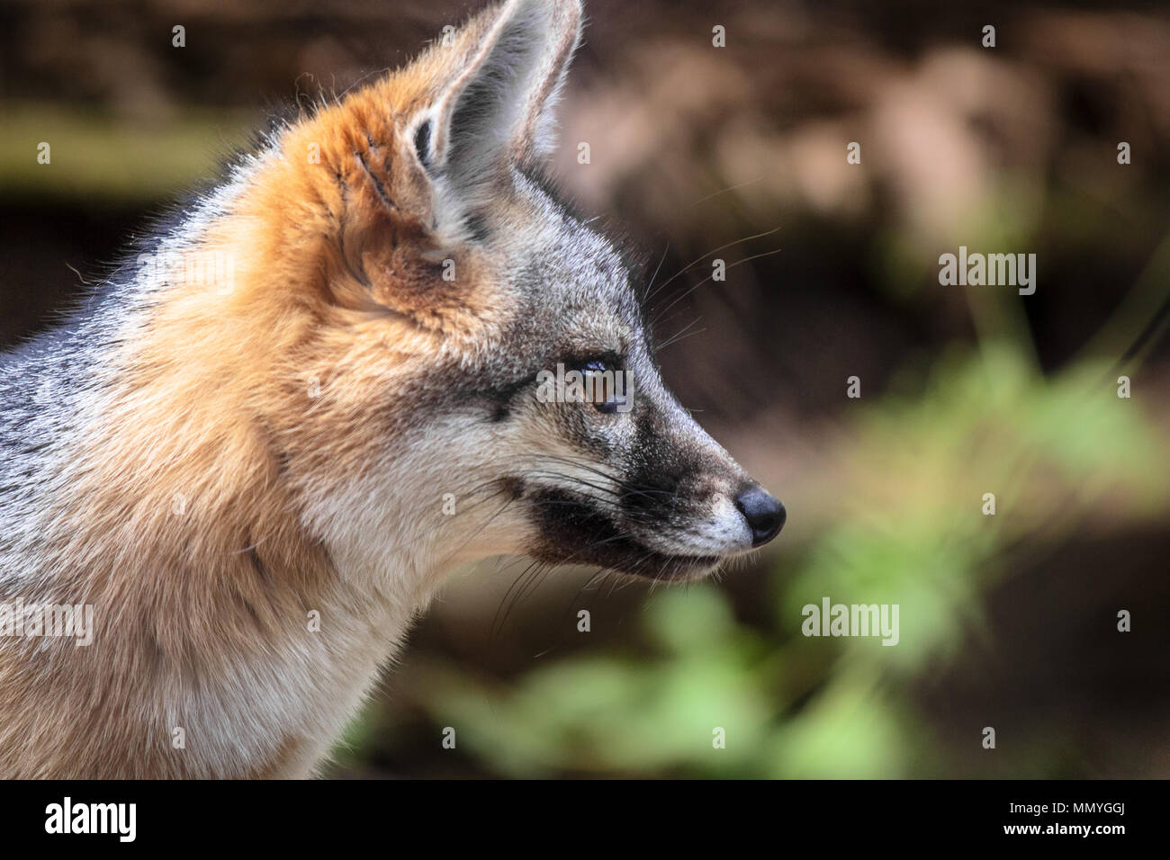 Close up of a grey fox (Urocyon cinereoargenteus) in profile at the WNC ...