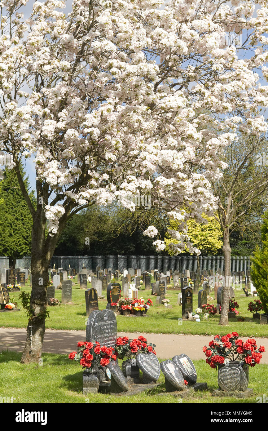 Roses and decorative stones hi-res stock photography and images - Alamy