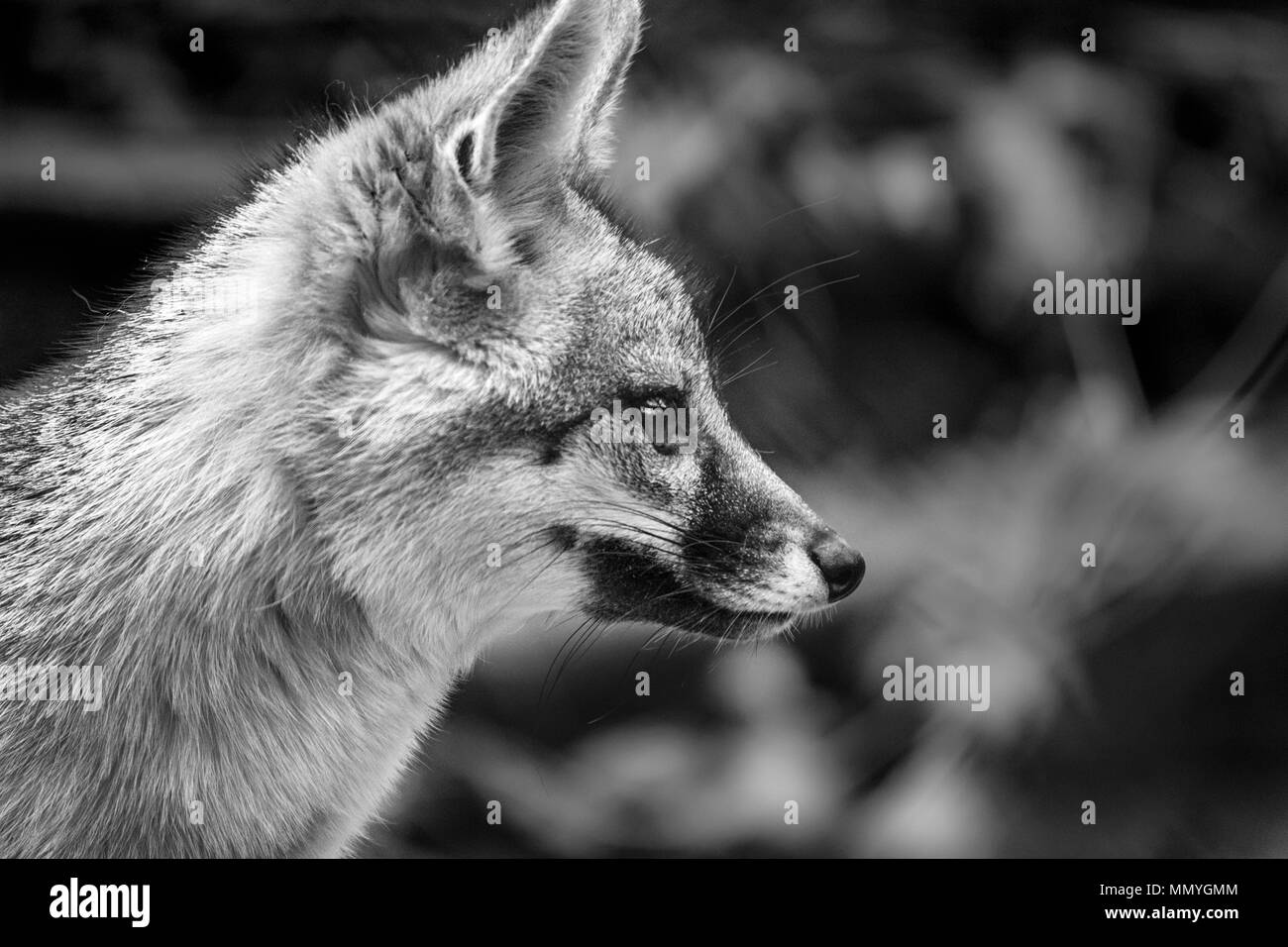 Fox close up profile side view Black and White Stock Photos & Images ...