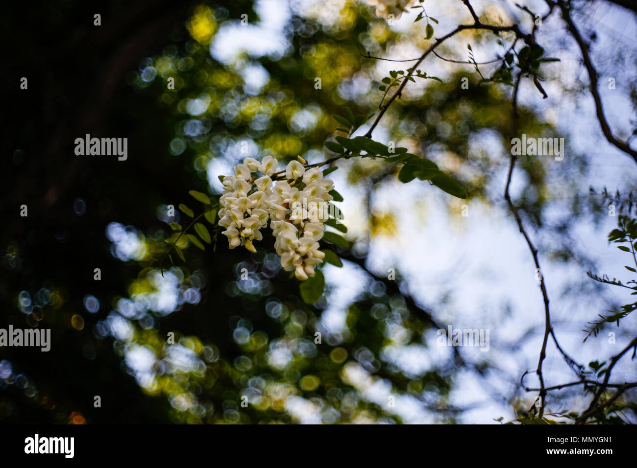 Spring acacia hi-res stock photography and images - Alamy