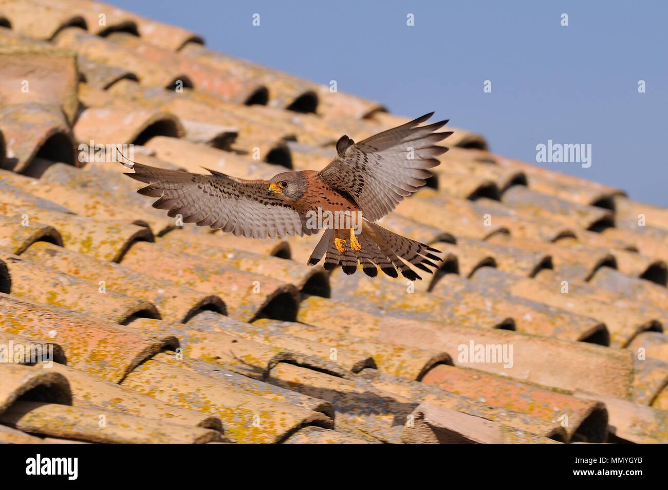 Male lesser kestrel flying to land on a roof Stock Photo - Alamy