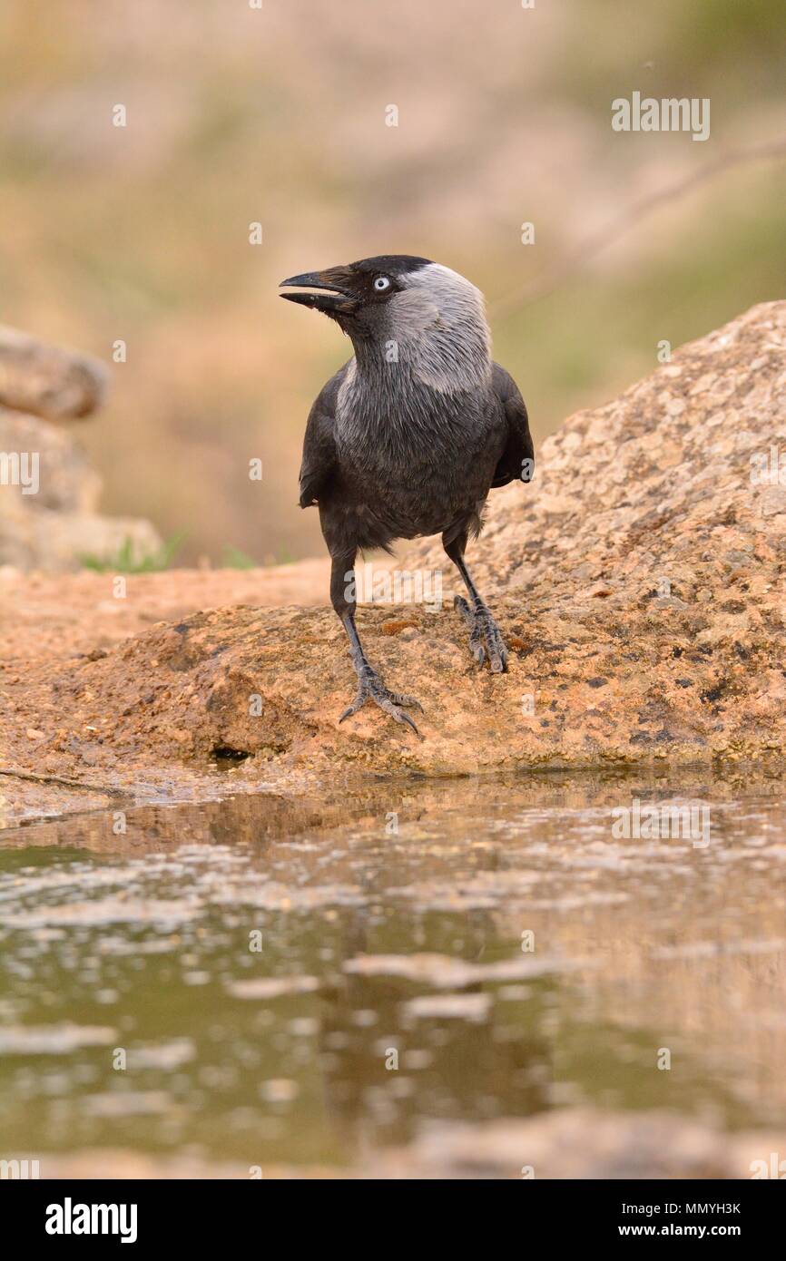 The western jackdaw, Coloeus monedula, also known as the Eurasian ...