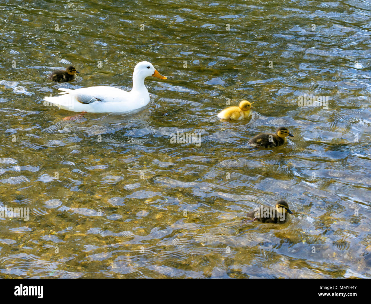 White duck and four ducklings swimming together on a river in spring ...