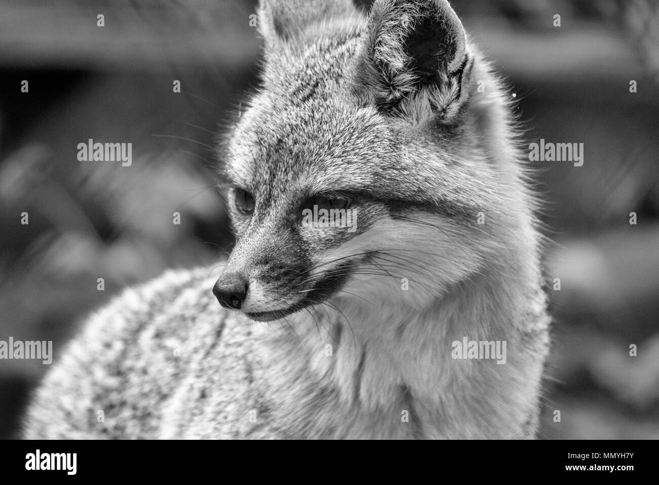 Close-up of a grey fox (Urocyon cinereoargenteus) looking to the side ...