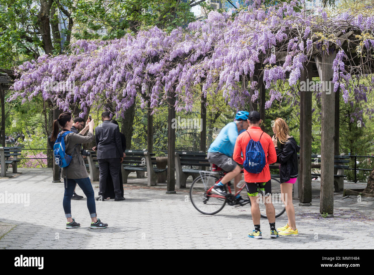 Chess & Checkers House with Blooming Wisteria, Central Park, NYC Stock ...