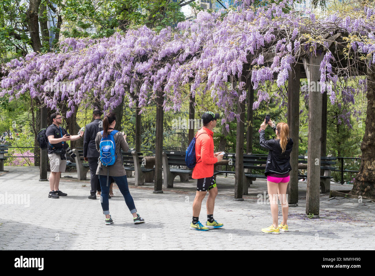 Chess & Checkers House with Blooming Wisteria, Central Park, NYC Stock ...