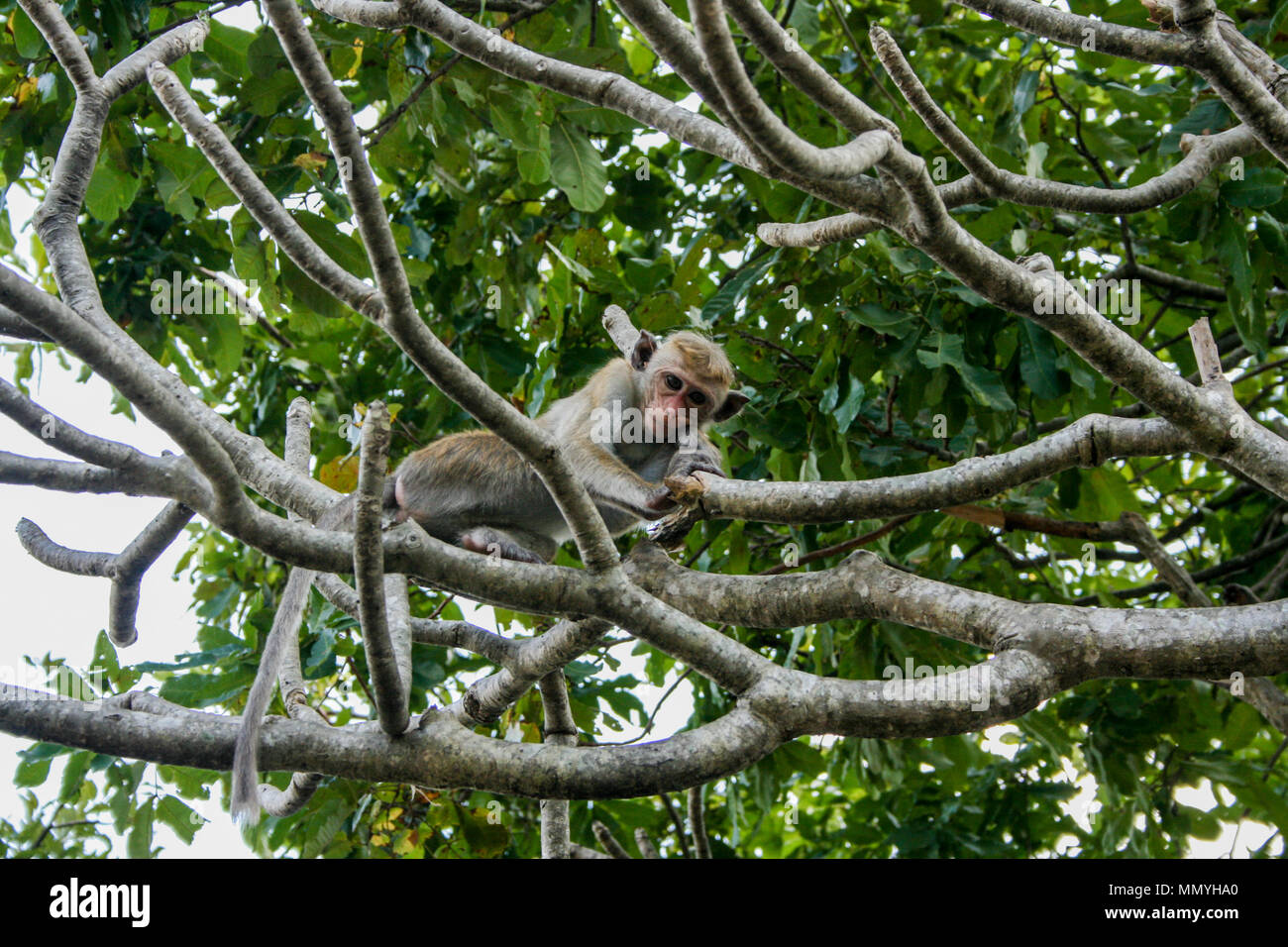Toque macaque monkeys at the Rock Temple of Dambulla (Jumbukola Vihara ...